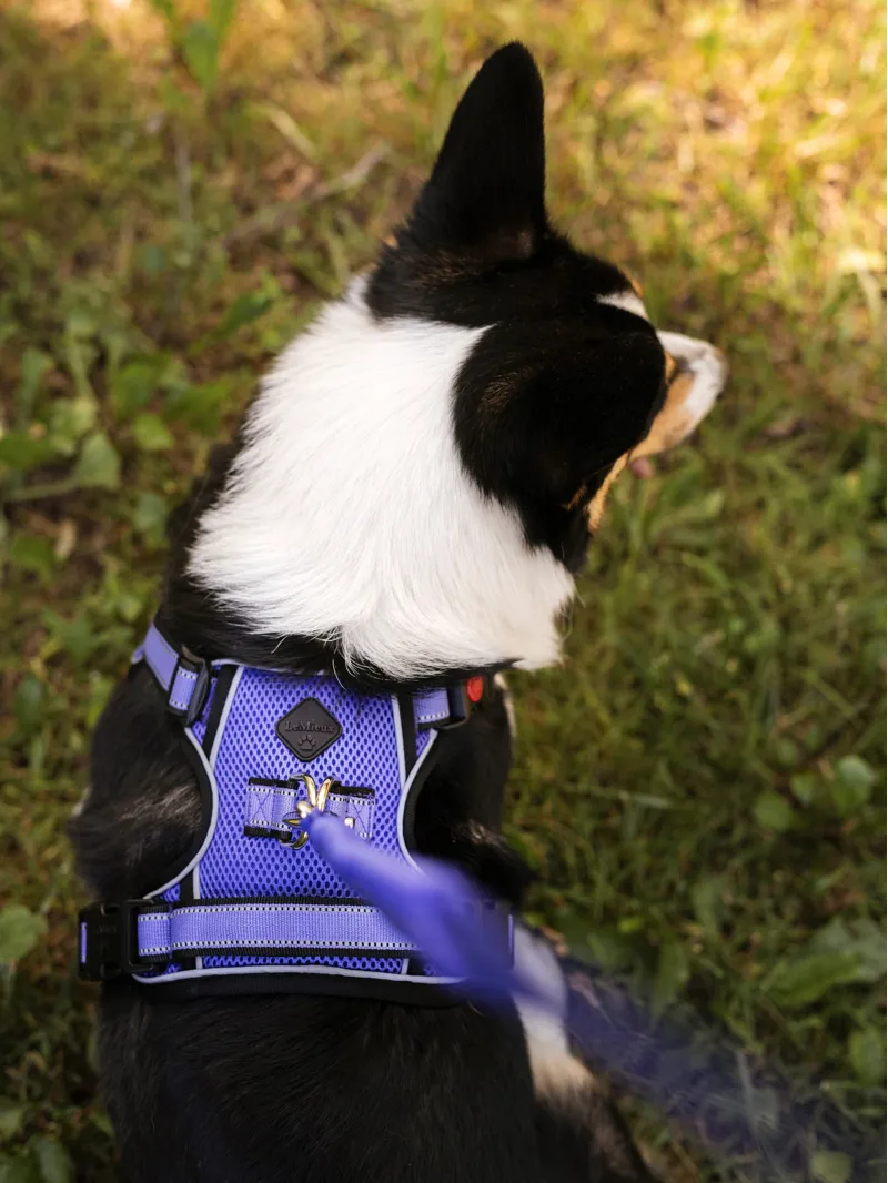 LeMieux Winchester Mesh Dog Harness - XLarge